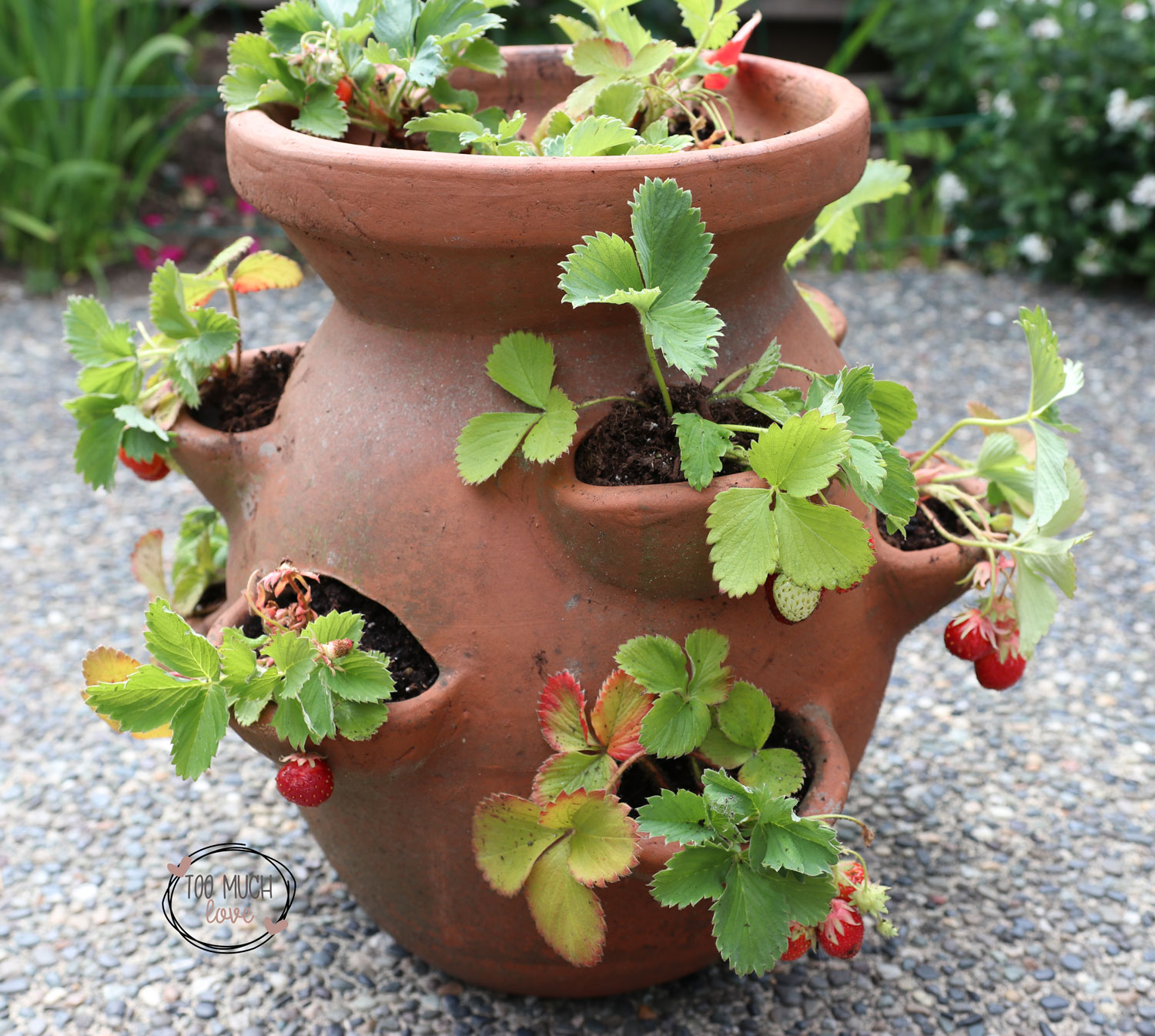 How To Plant A Strawberry Pot Too Much Love